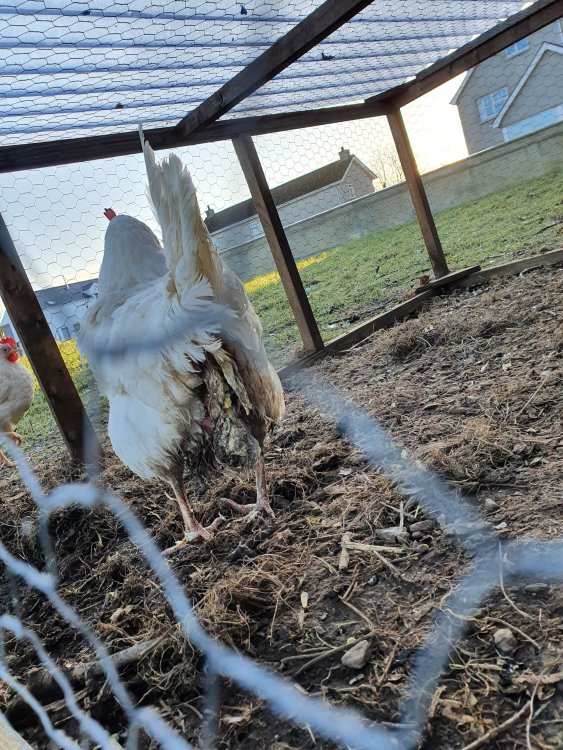 Prolapse? - Chicken Clinic - Omlet Club