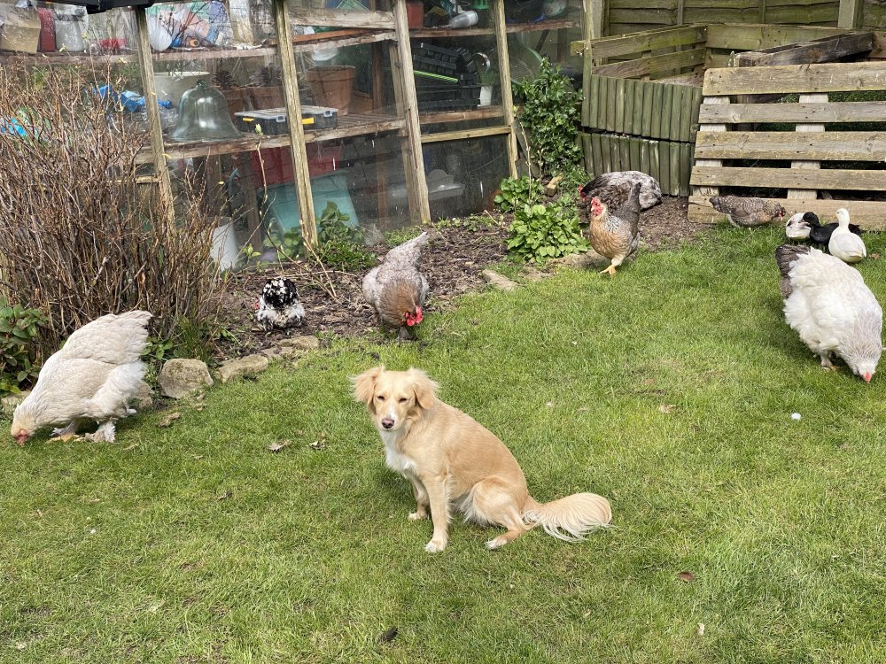 Dogs and hens - Chickens, Eggs and Hatching - Omlet Club