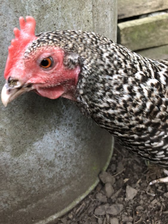 Nose issues... - Chicken Clinic - Omlet Club