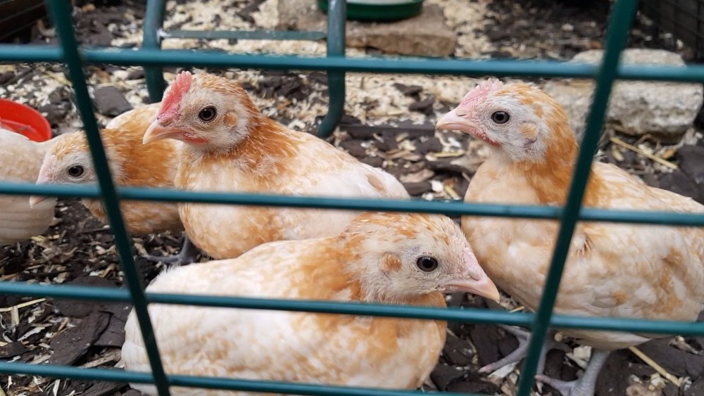 Helps sexing Chamois Penciled Friesian Chicks - Chicken Clinic - Omlet Club