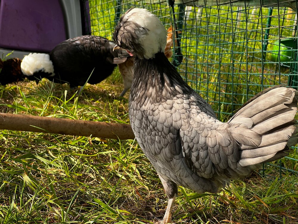 Polish Bantam will no go in a Cube MK II - Eglu Cube, Eglu Classic ...